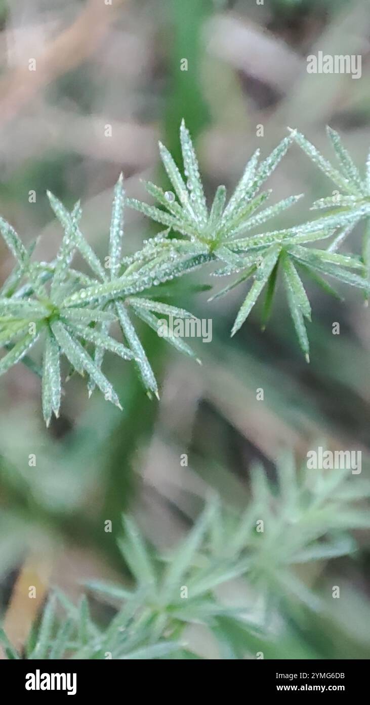 Spiny Asparagus (Asparagus acutifolius Stock Photo - Alamy