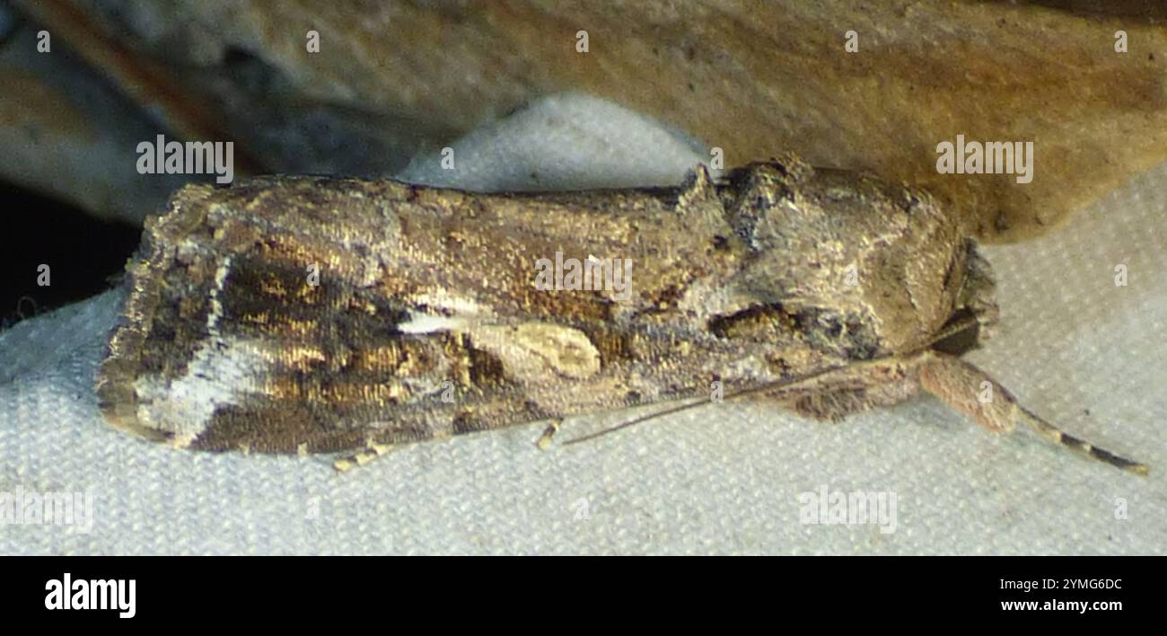 Fall Armyworm Moth (Spodoptera frugiperda Stock Photo - Alamy