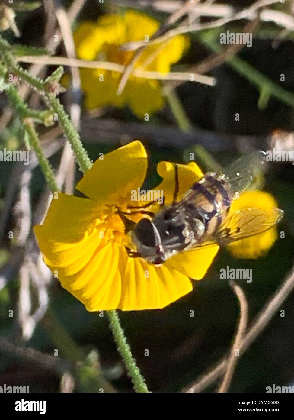 Yellow-spotted Bromeliad Fly (Copestylum avidum Stock Photo - Alamy