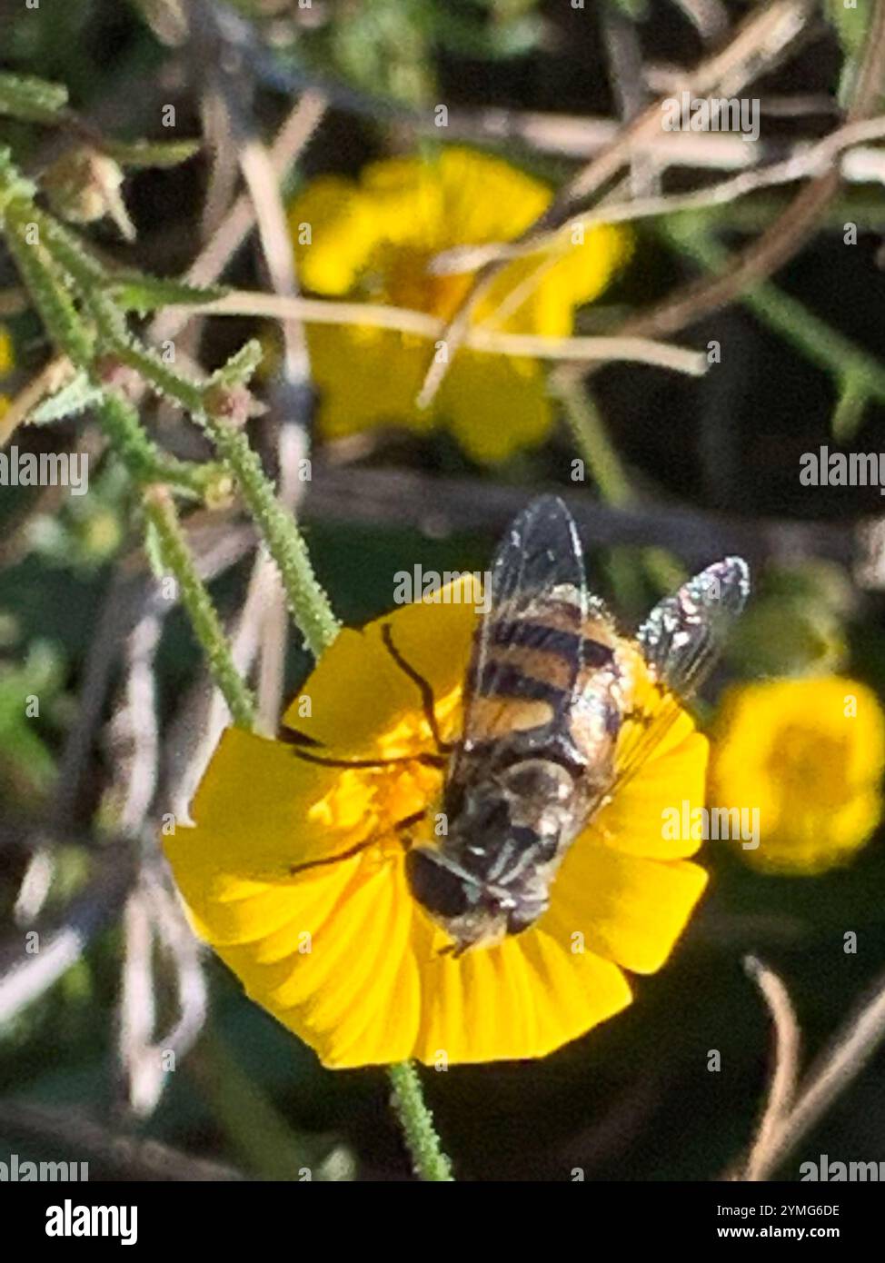 Yellow-spotted Bromeliad Fly (Copestylum avidum Stock Photo - Alamy