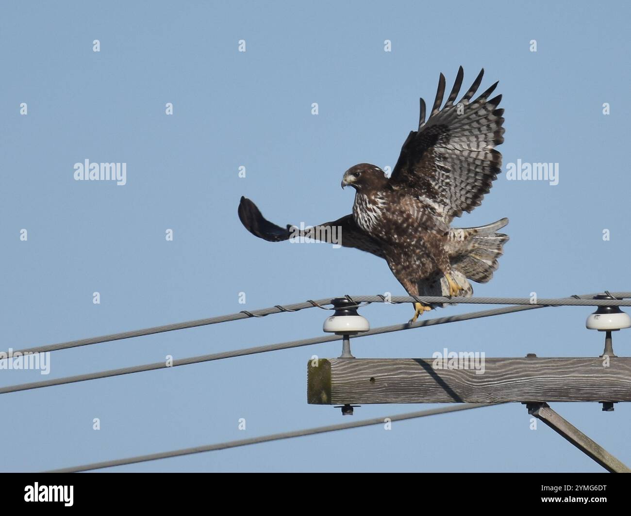 Harlan's Hawk (Buteo jamaicensis harlani Stock Photo - Alamy