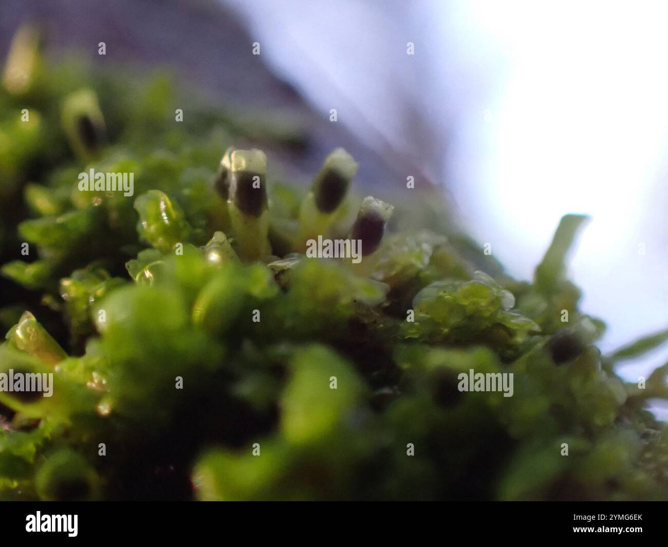 Flat-leaved Scalewort (Radula complanata Stock Photo - Alamy