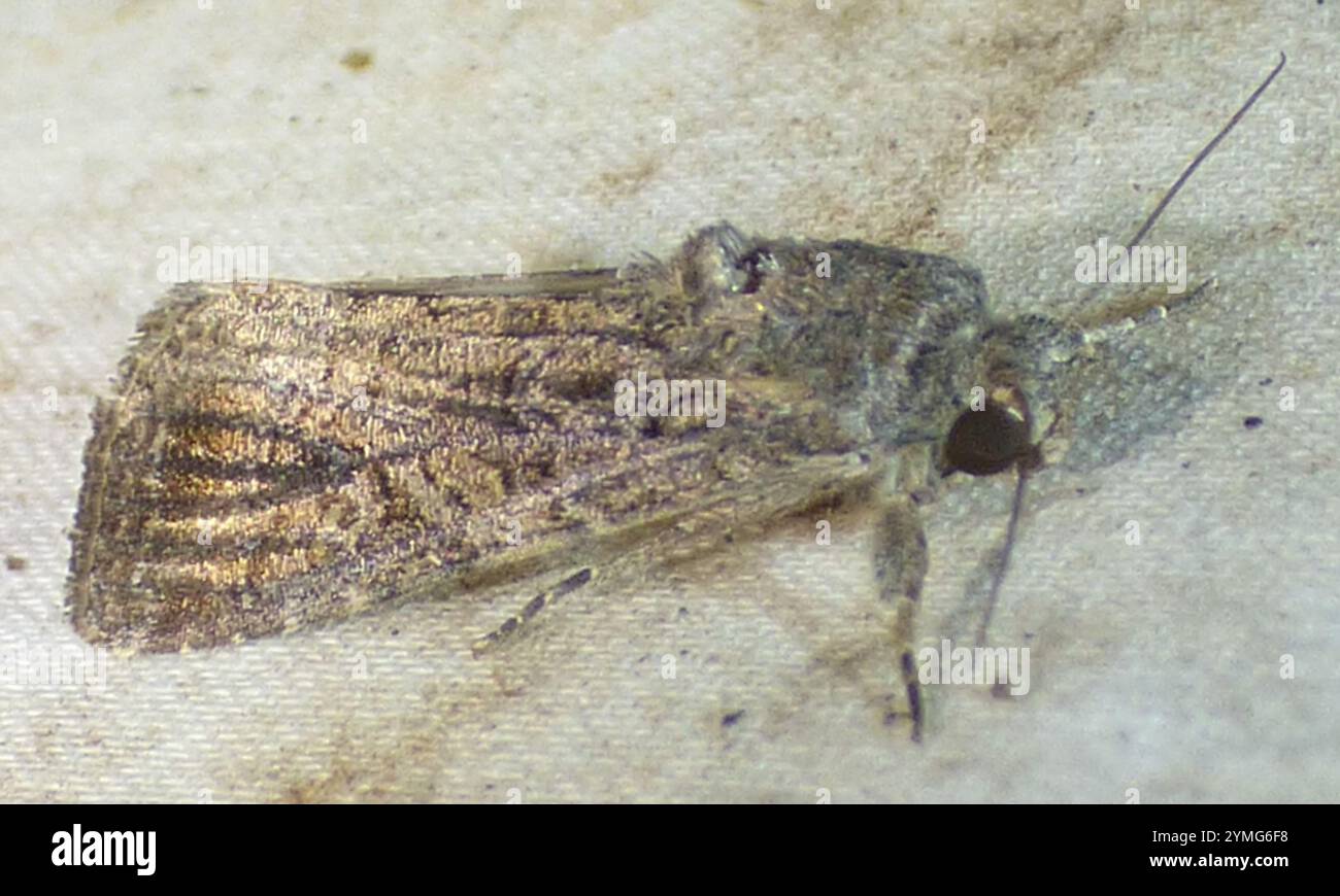 Fall Armyworm Moth (Spodoptera frugiperda Stock Photo - Alamy