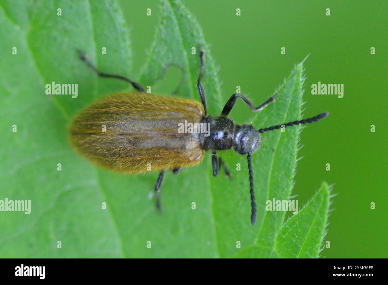 Rough-haired Lagria Beetle (Lagria hirta Stock Photo - Alamy