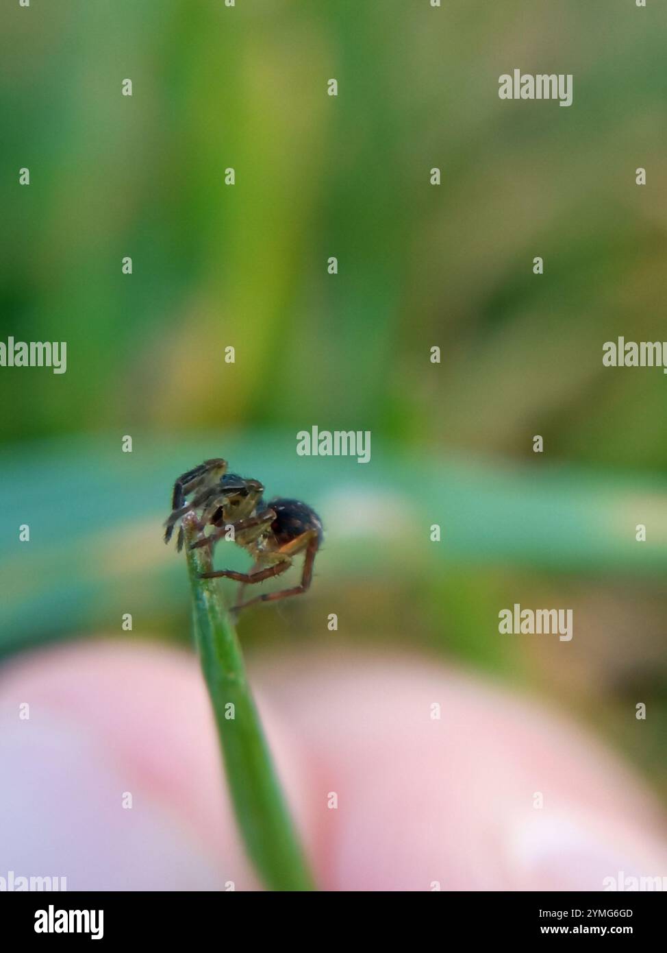 Radiated Wolf Spider (Hogna radiata Stock Photo - Alamy