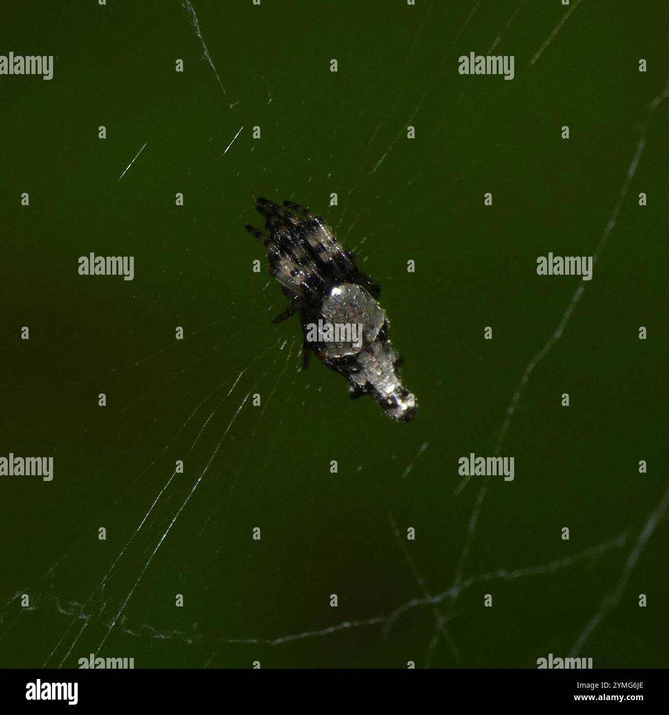 Common Garbage-Line Web Spider (Cyclosa insulana Stock Photo - Alamy