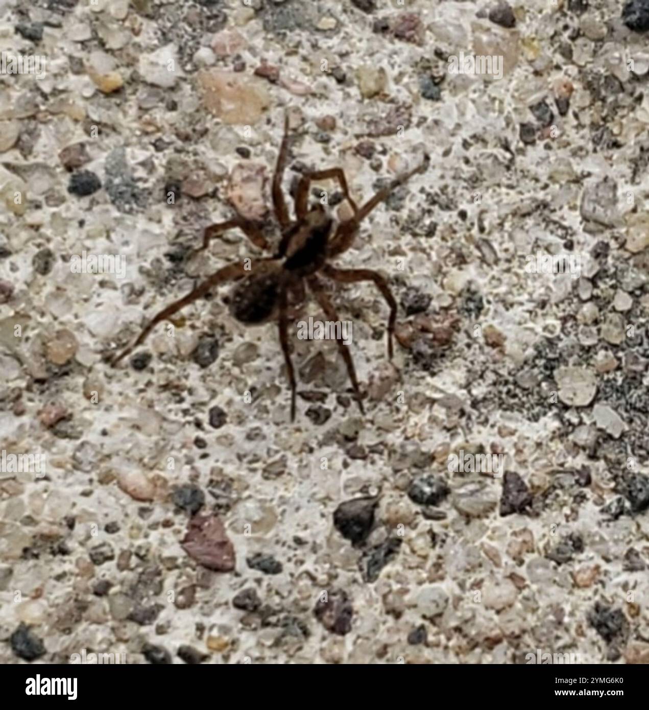 Thin-legged Wolf Spiders (Pardosa Stock Photo - Alamy