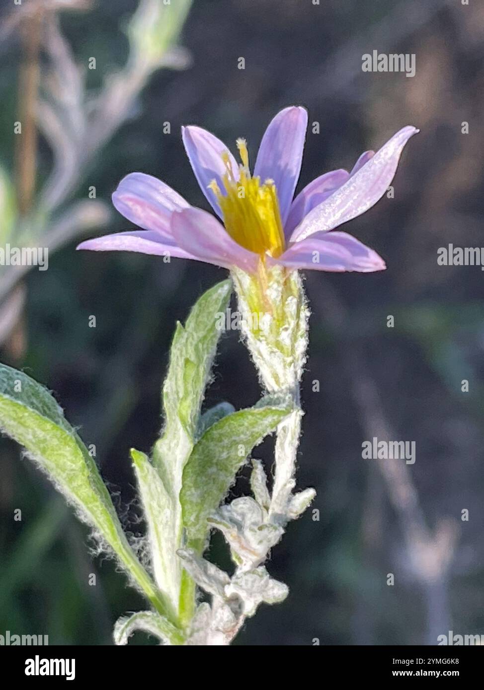 California Aster (Corethrogyne filaginifolia Stock Photo - Alamy