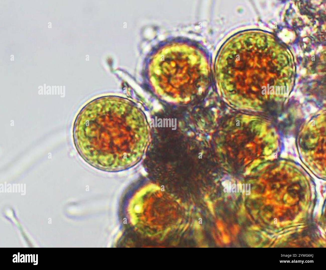 Haematococcus hi-res stock photography and images - Alamy
