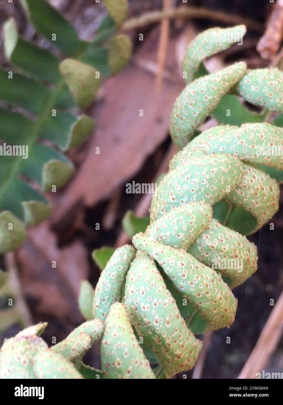 resurrection fern (Pleopeltis michauxiana Stock Photo - Alamy