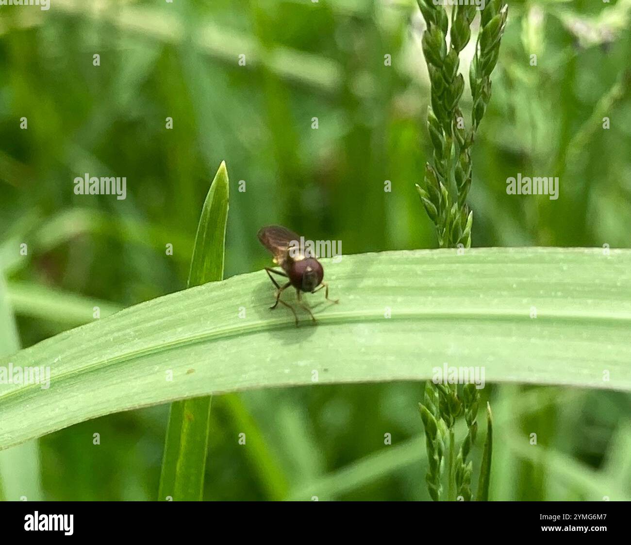 Small Hover Fly (Melanostoma fasciatum Stock Photo - Alamy