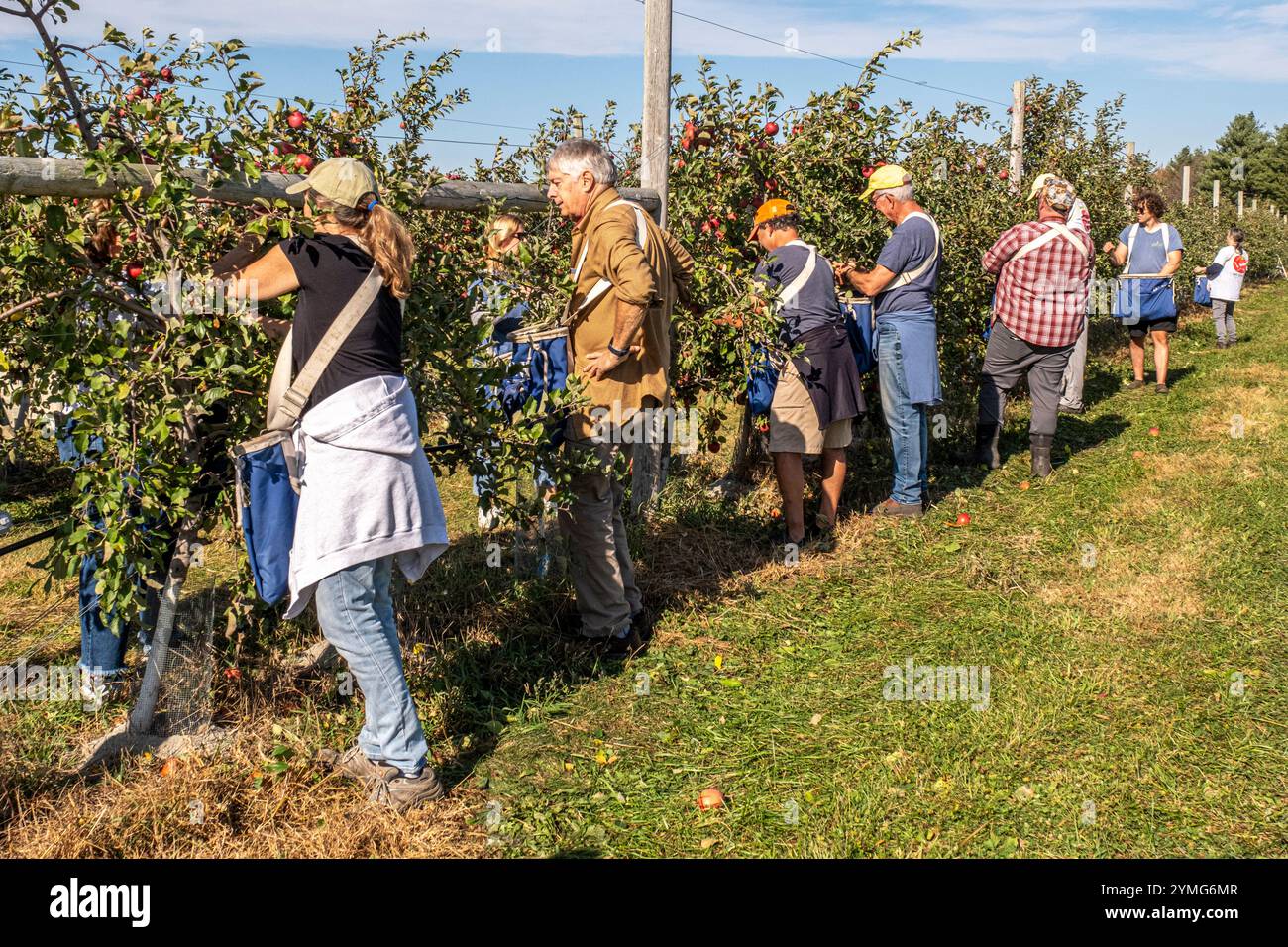 Apples apple trees hi-res stock photography and images - Alamy