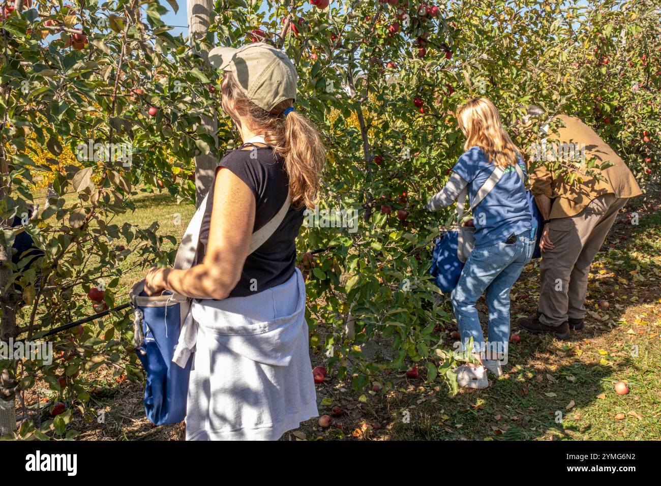 People picking apples at an orchard in New England Stock Photo - Alamy