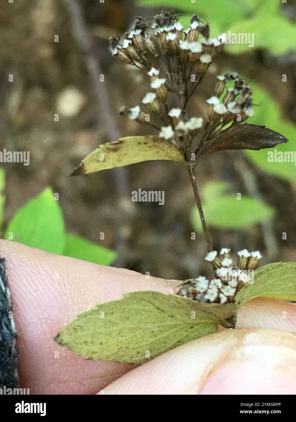 common dittany (Cunila origanoides Stock Photo - Alamy