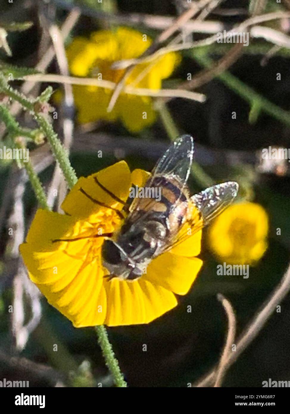 Yellow-spotted Bromeliad Fly (Copestylum avidum Stock Photo - Alamy
