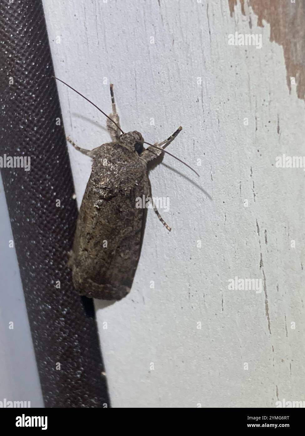 Beet Armyworm Moth (Spodoptera exigua Stock Photo - Alamy