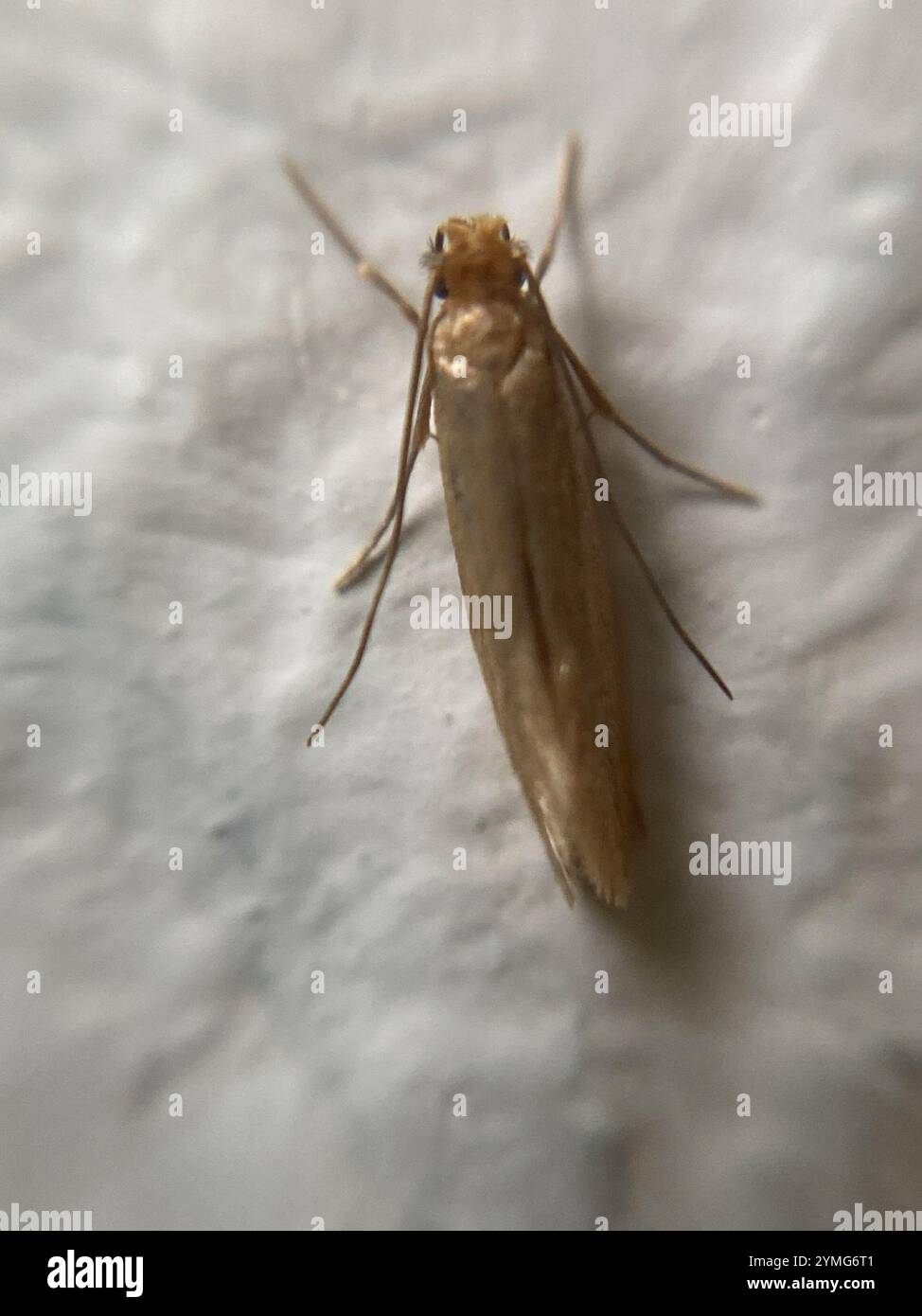 Webbing Clothes Moth (Tineola bisselliella Stock Photo - Alamy