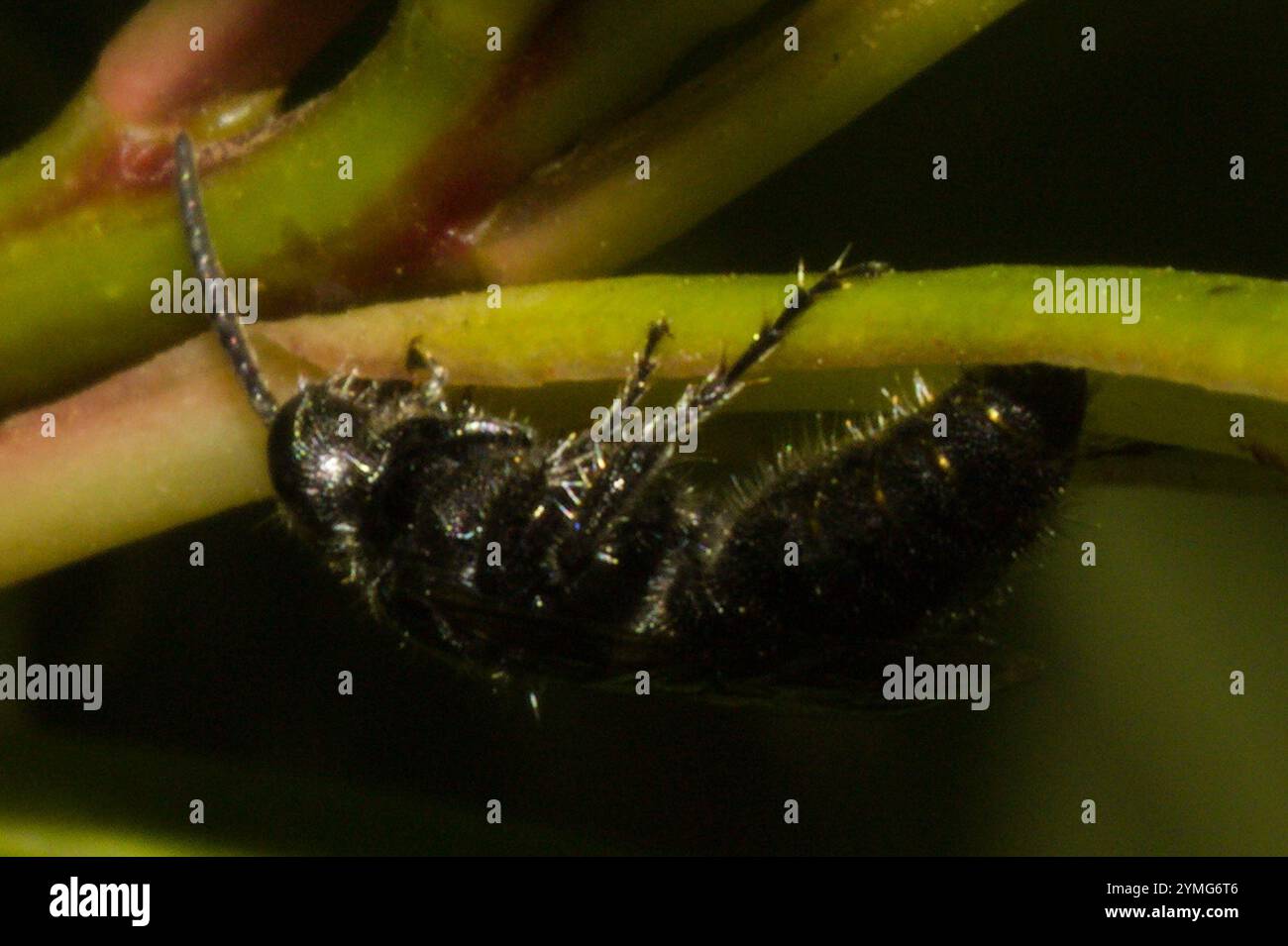 Tiphiid wasps hi-res stock photography and images - Alamy