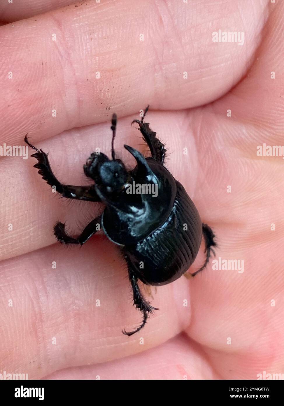 Minotaur Beetle (Typhaeus typhoeus Stock Photo - Alamy