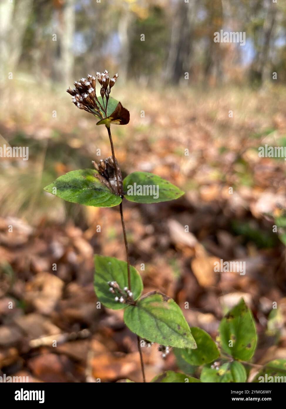 common dittany (Cunila origanoides Stock Photo - Alamy