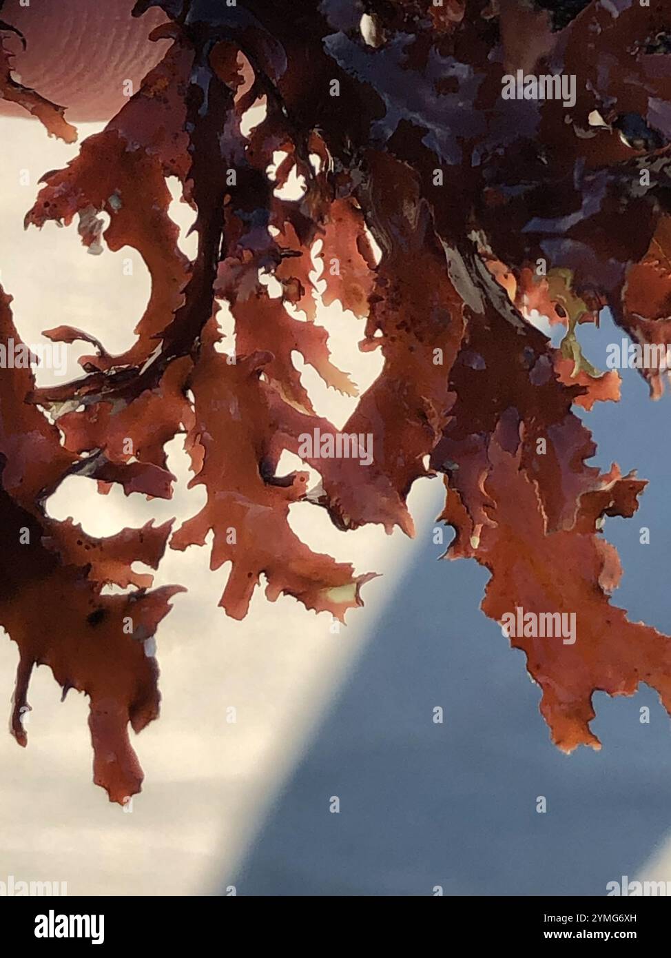 red algae (Rhodophyta Stock Photo - Alamy