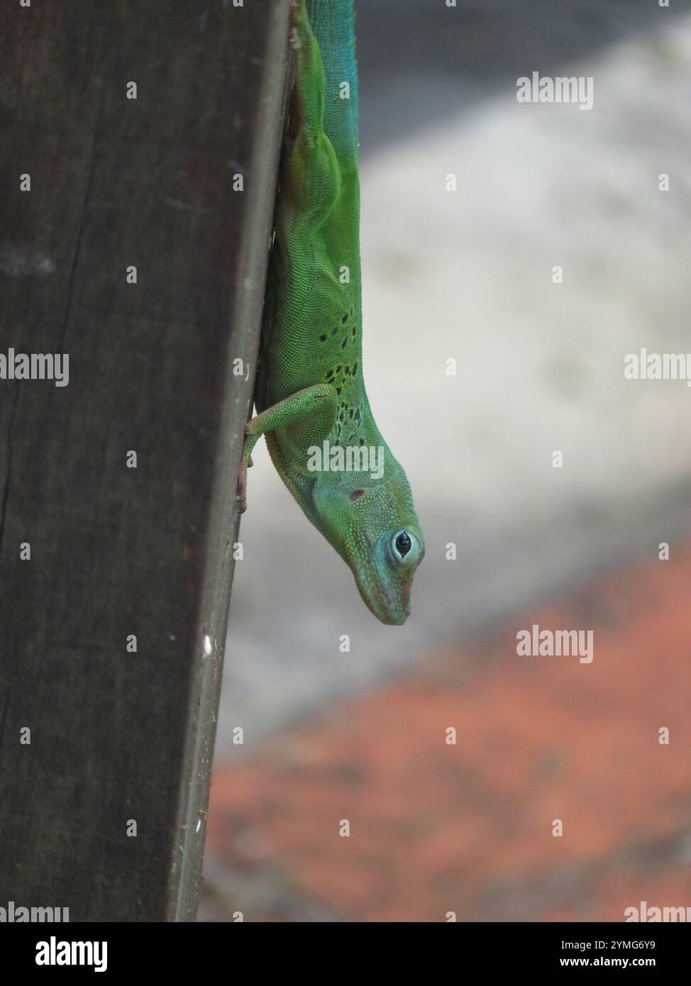Anolis marmoratus hi-res stock photography and images - Alamy