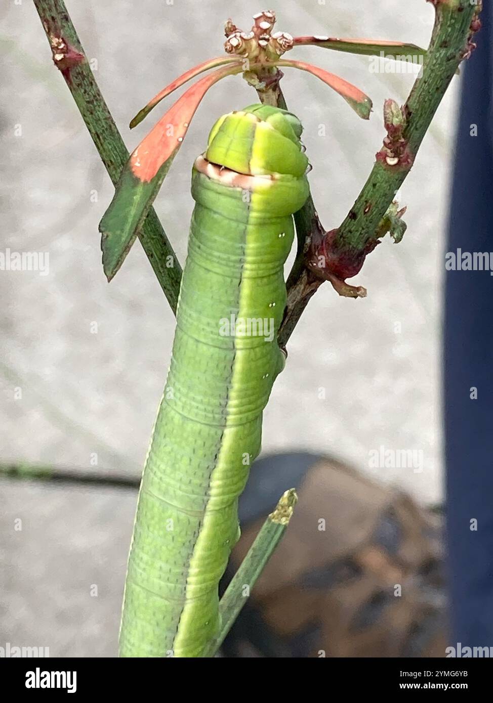 Ello Sphinx (Erinnyis ello Stock Photo - Alamy