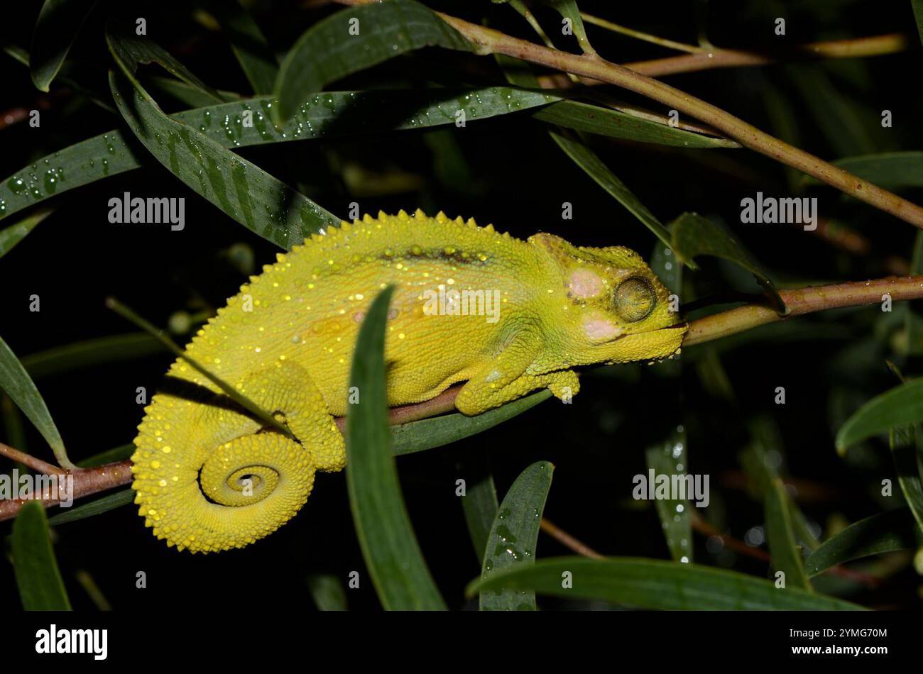 Cape Dwarf Chameleon (Bradypodion pumilum Stock Photo - Alamy