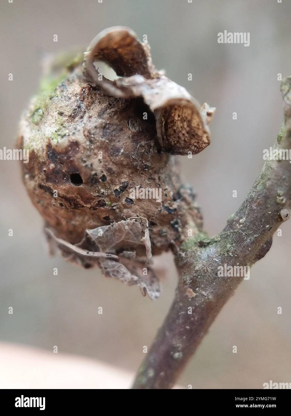 Oak Petiole Gall Wasp (Andricus quercuspetiolicola Stock Photo - Alamy