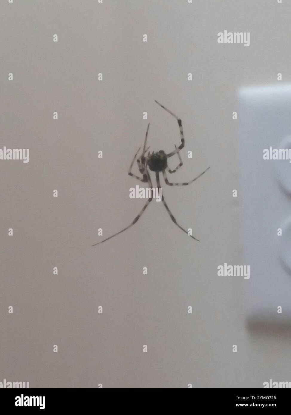 Common House Spider (Parasteatoda tepidariorum Stock Photo - Alamy