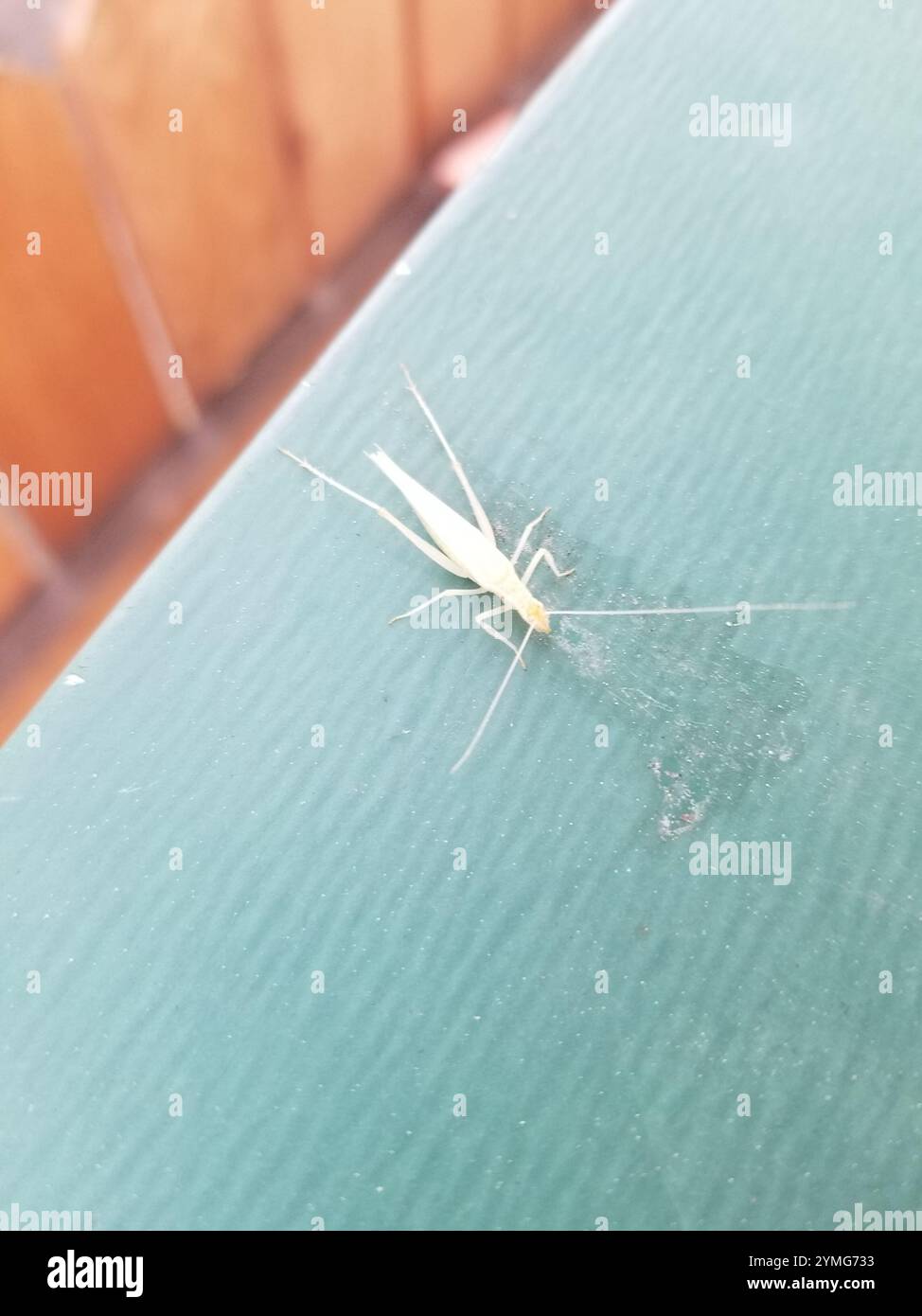 Common Tree Crickets (Oecanthus Stock Photo - Alamy