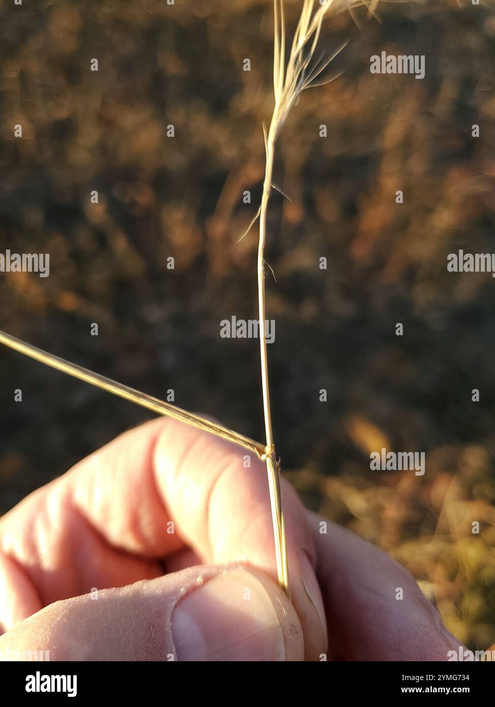 Canada wild rye (Elymus canadensis Stock Photo - Alamy