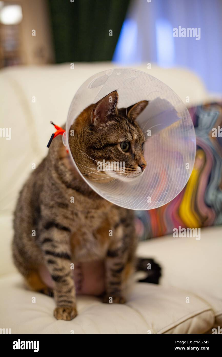 Very sad cat in a post-operative cone with postoperative suture on the ...