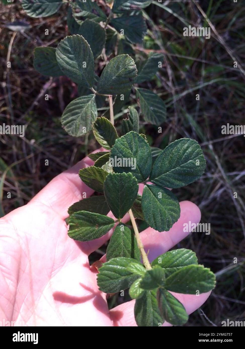 Rubus cuneifolius hi-res stock photography and images - Alamy