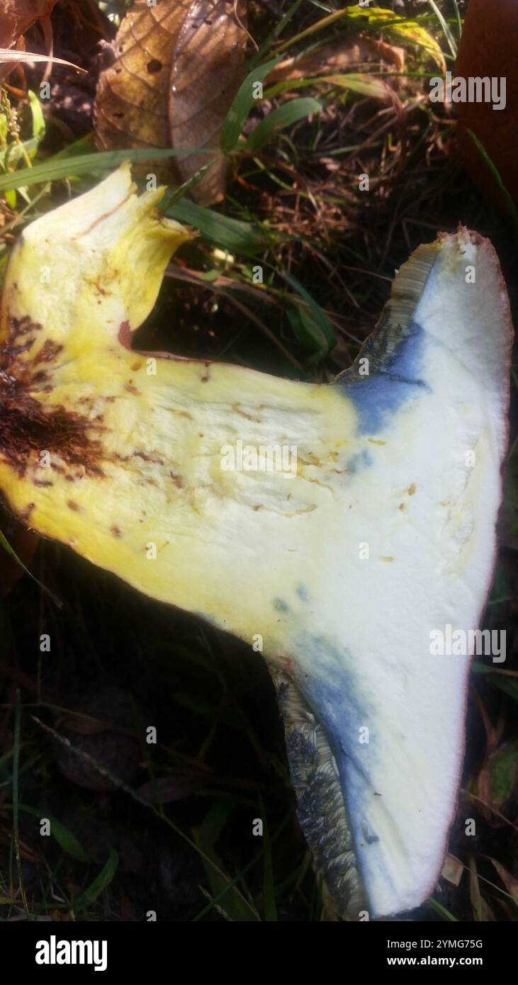 Two colored bolete hi-res stock photography and images - Alamy