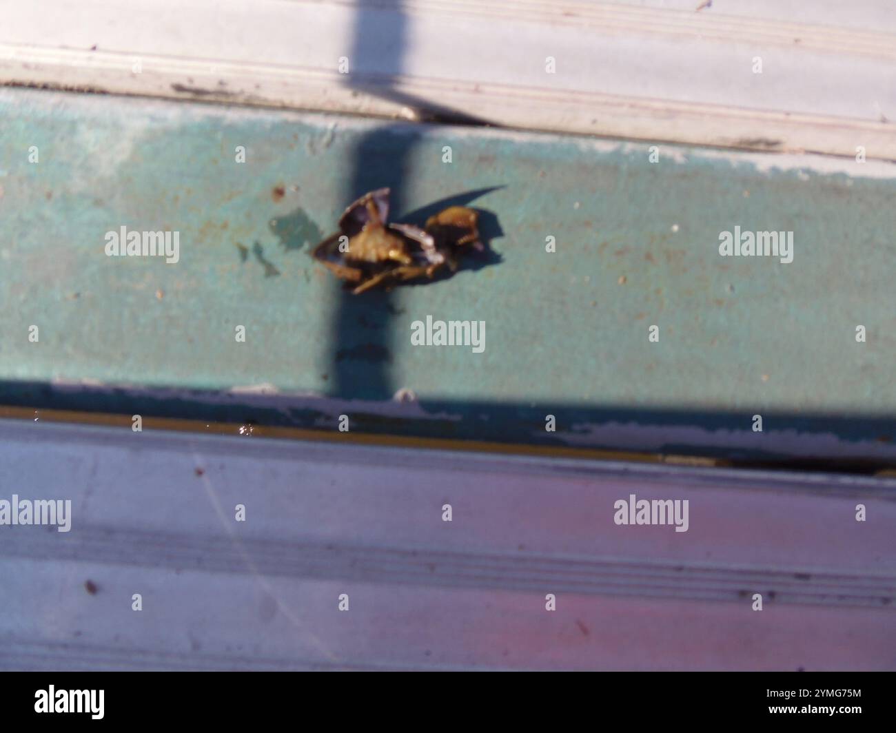 True Mussels (Mytilidae Stock Photo - Alamy