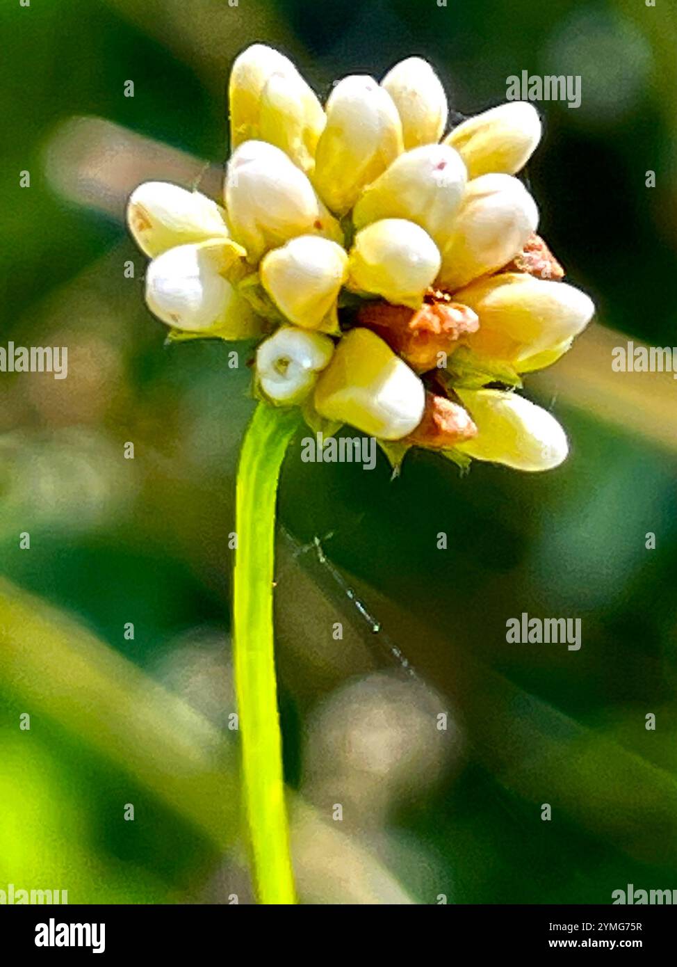 arrow-leaved tearthumb (Persicaria sagittata Stock Photo - Alamy