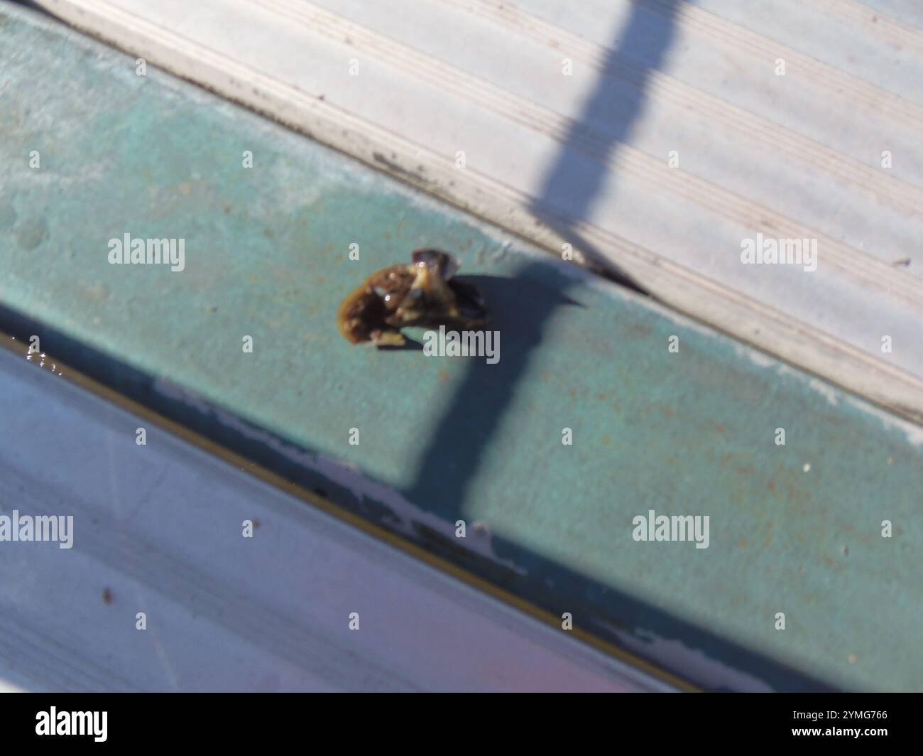 True Mussels (Mytilidae Stock Photo - Alamy