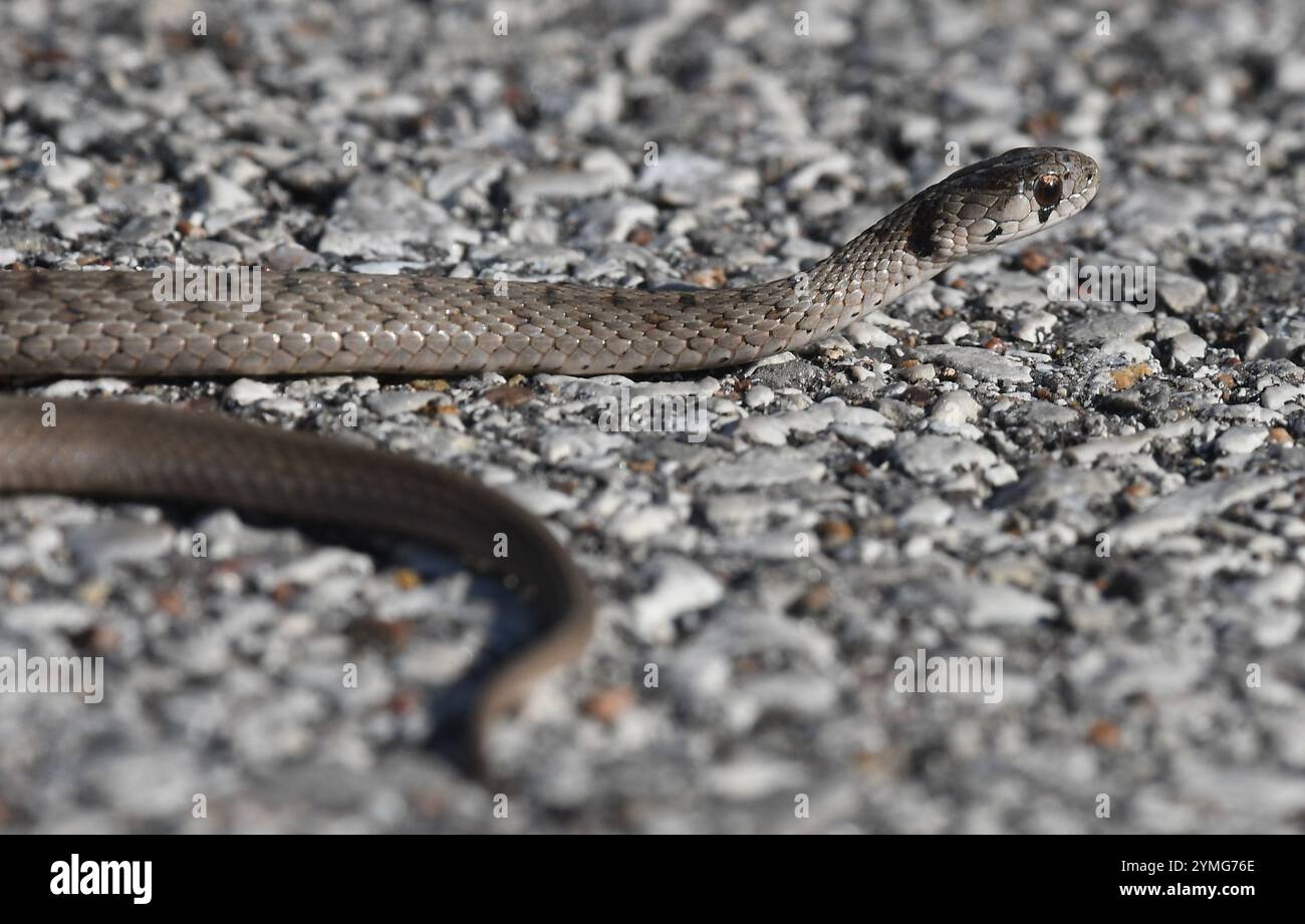 DeKay's Brownsnake (Storeria dekayi Stock Photo - Alamy