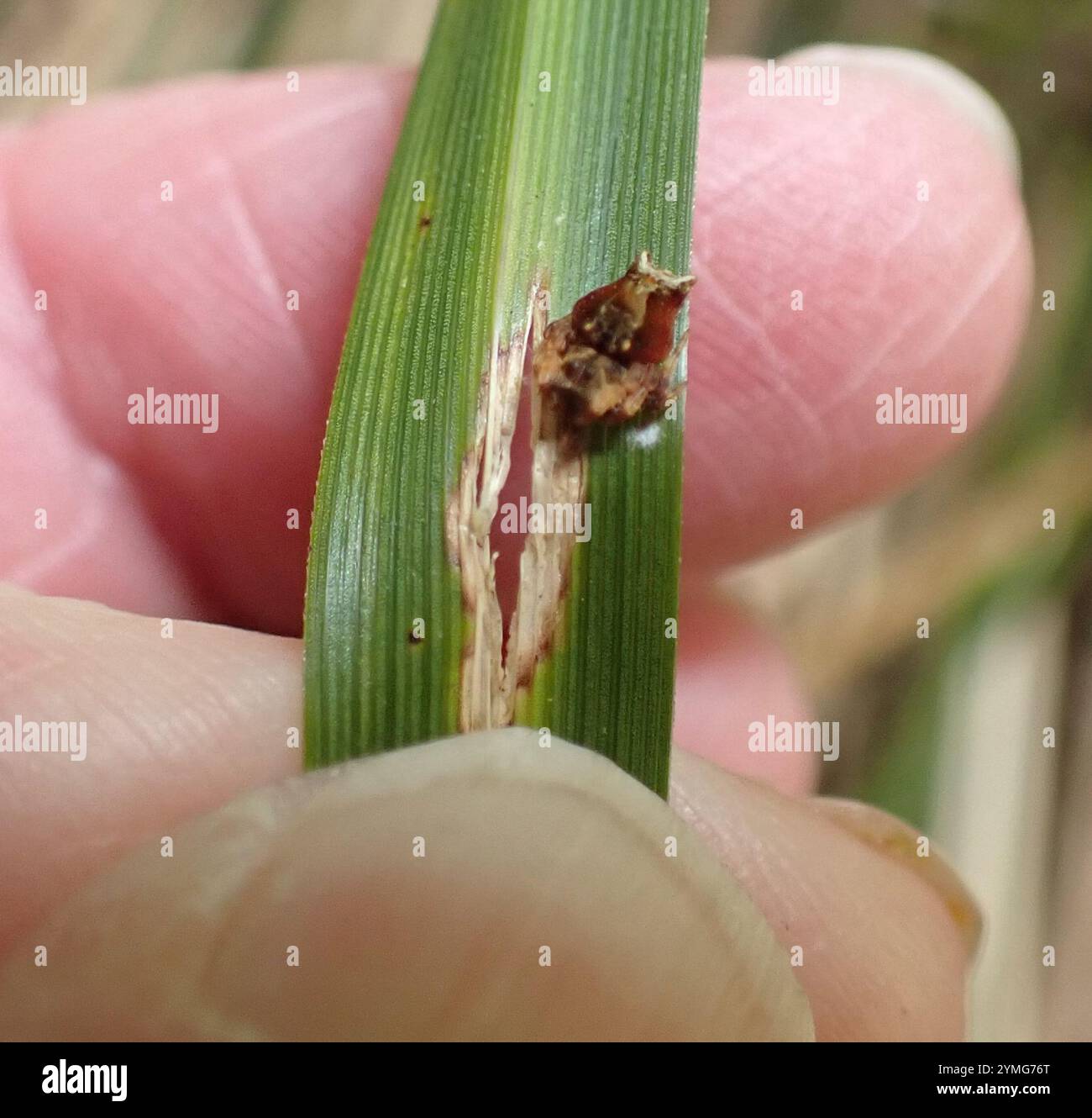 High-headed Arkys (Arkys alticephala Stock Photo - Alamy