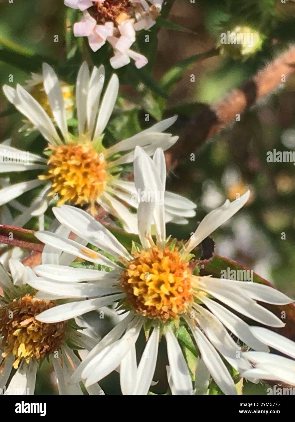 hairy white oldfield aster (Symphyotrichum pilosum Stock Photo - Alamy