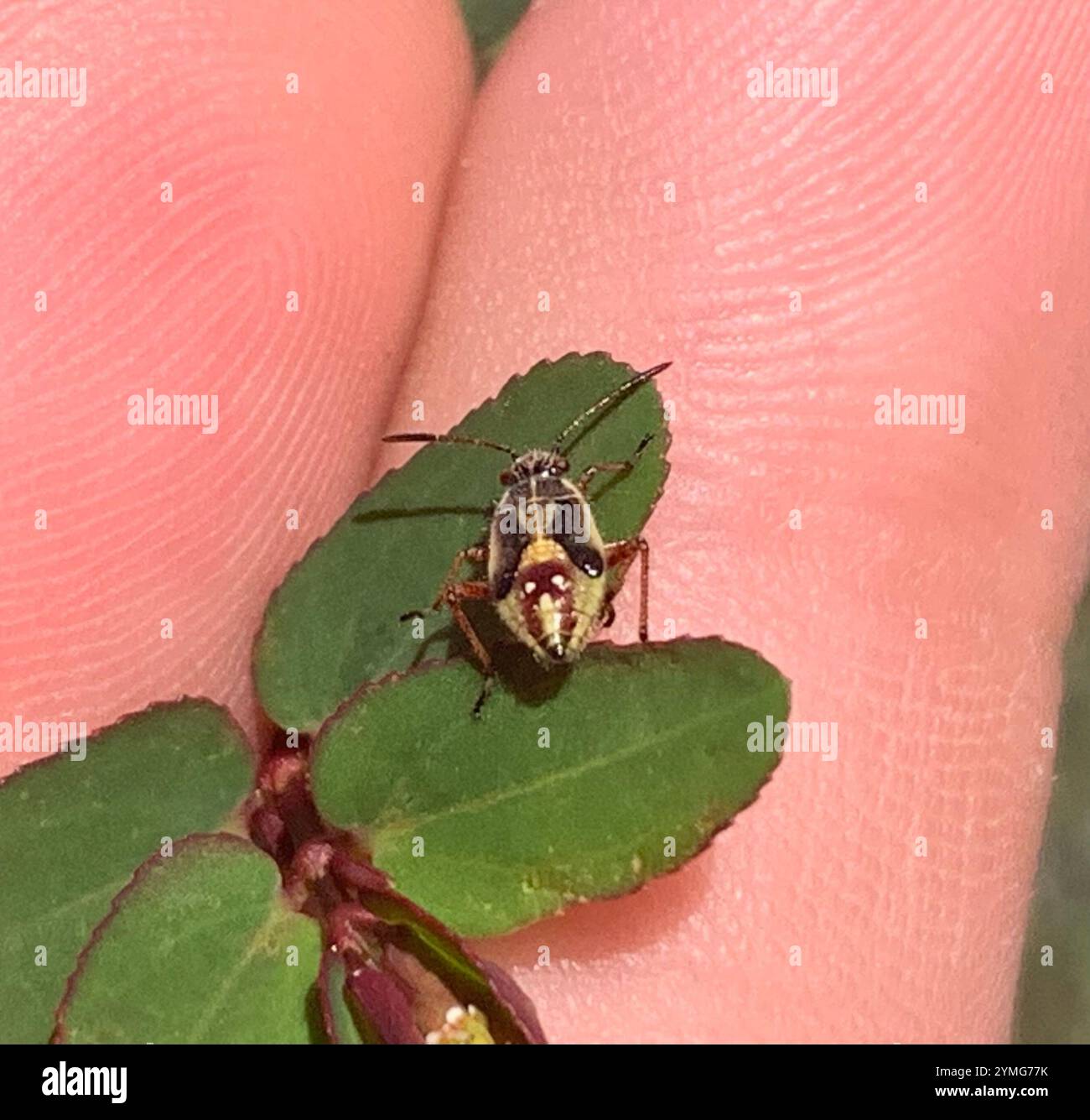 True Bugs, Hoppers, Aphids, and allies (Hemiptera Stock Photo - Alamy