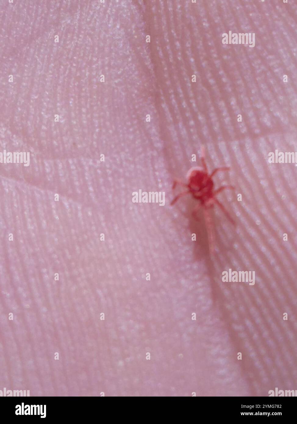 Sumo Mites (Allothrombium Stock Photo - Alamy