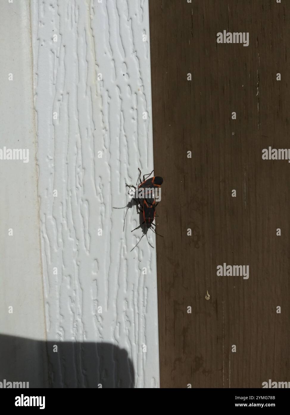 Eastern Boxelder Bug (Boisea trivittata Stock Photo - Alamy
