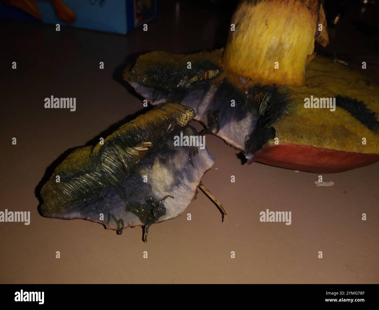 Butter Boletes (Butyriboletus Stock Photo - Alamy