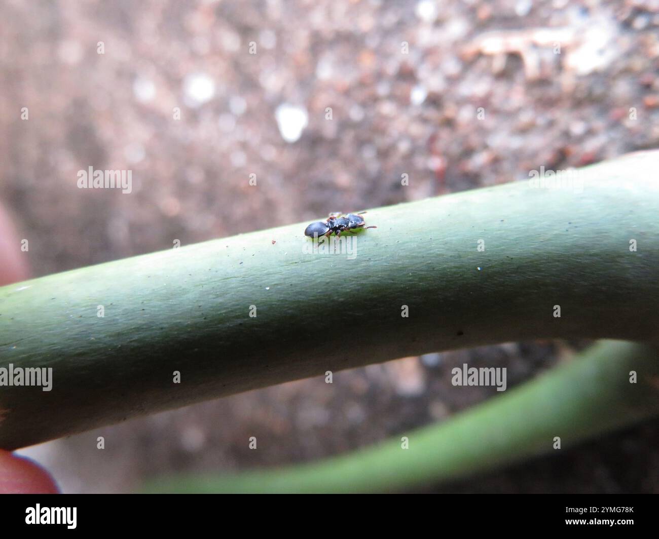 Turtle Ants (Cephalotes Stock Photo - Alamy