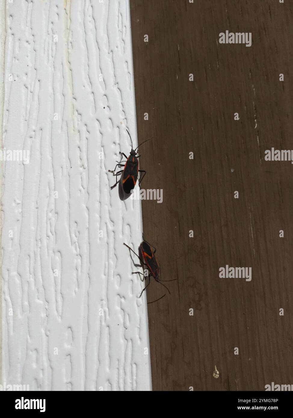 Eastern Boxelder Bug (Boisea trivittata Stock Photo - Alamy
