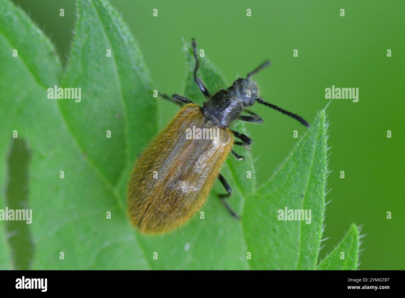 Rough-haired Lagria Beetle (Lagria hirta Stock Photo - Alamy
