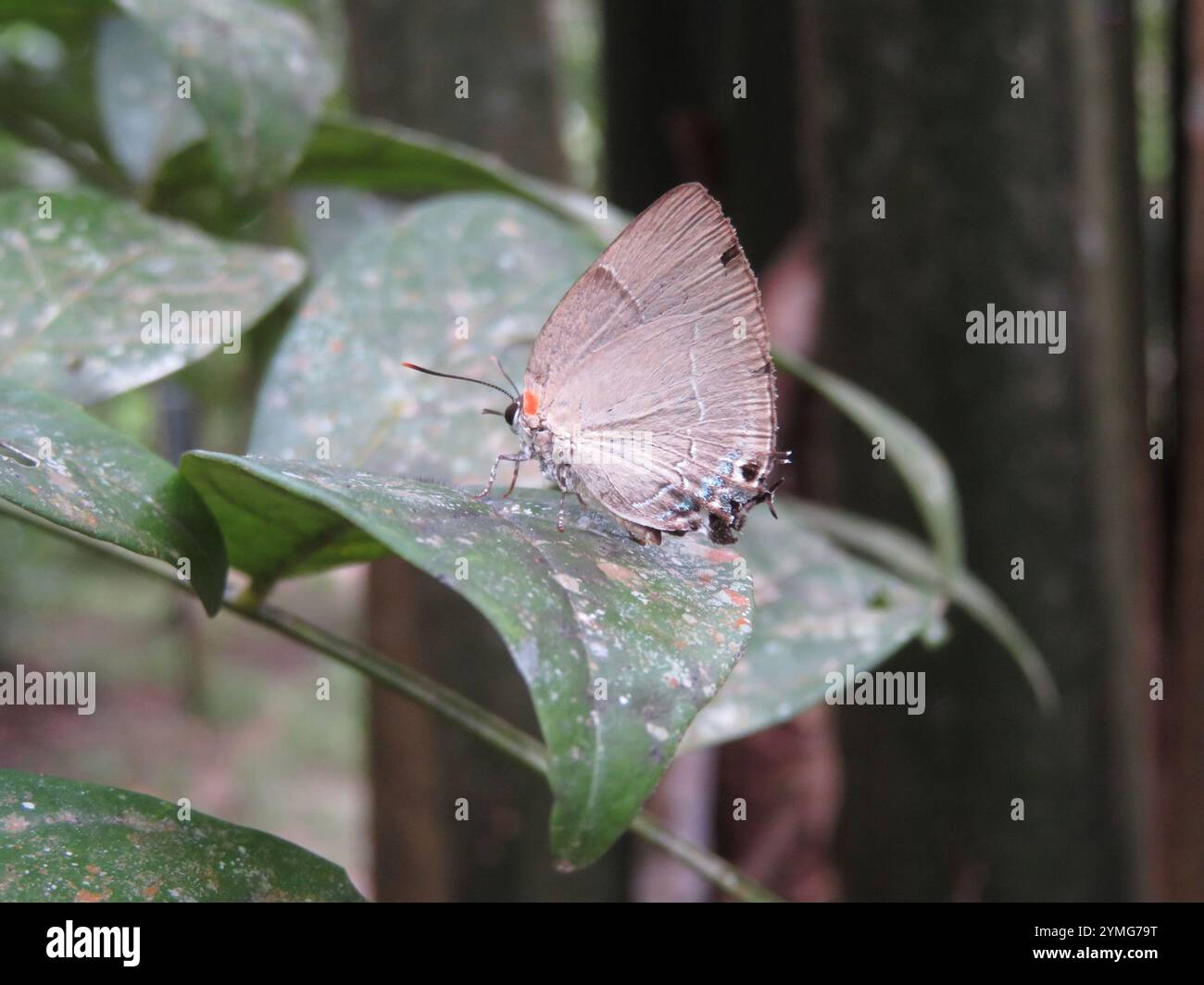 Panthiades hi-res stock photography and images - Alamy