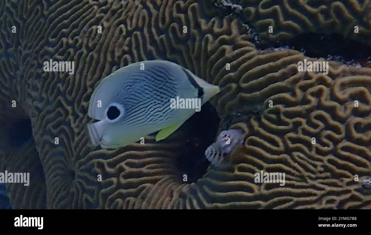 Four-eyed Butterflyfish (Chaetodon capistratus Stock Photo - Alamy